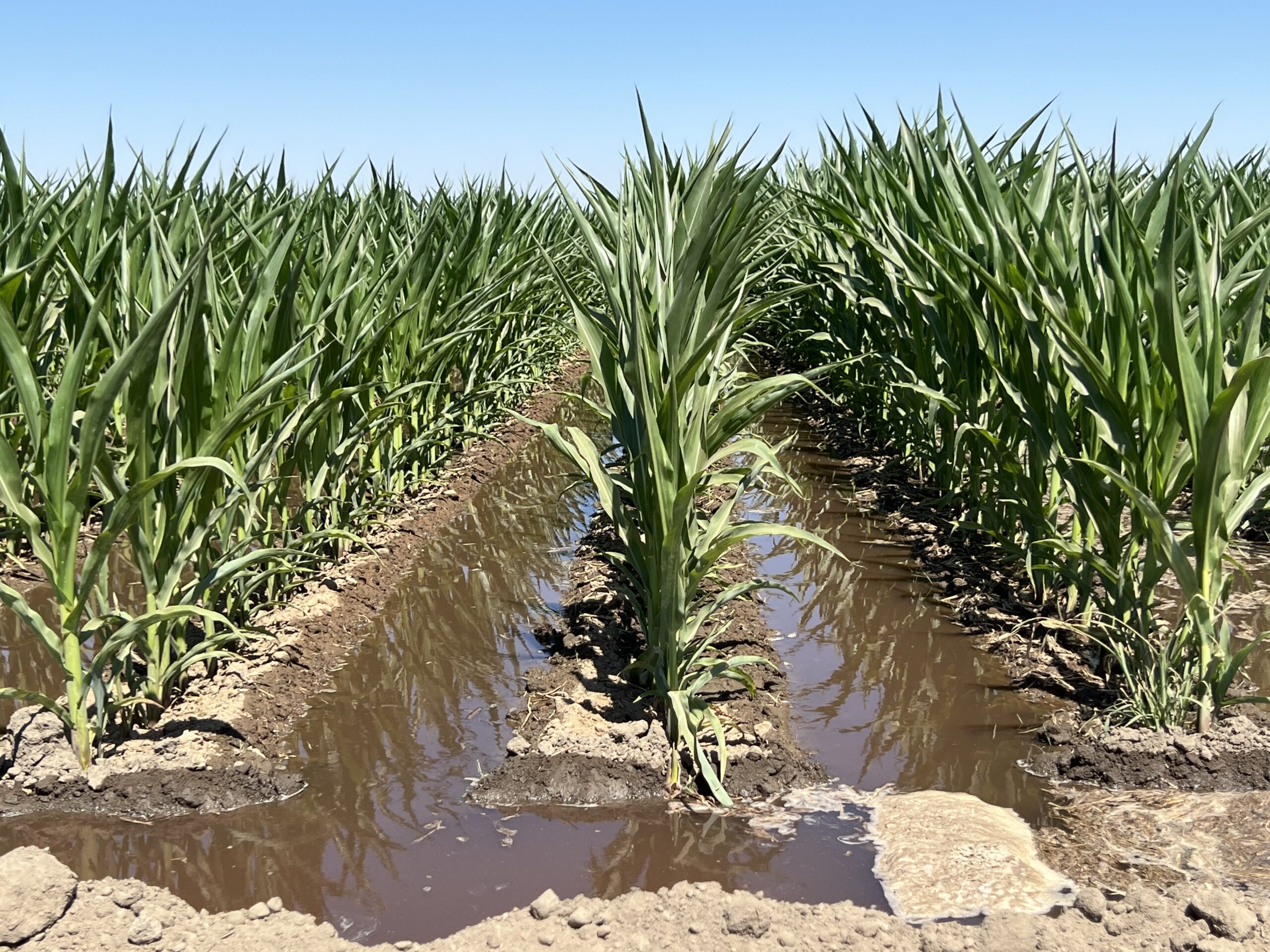 "Too damn hot." Farmers look for irrigation sweet spot to cool crops ...